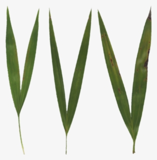 Grass Blade Texture Png - Unity 2d Grass Texture , Free Transparent ...
