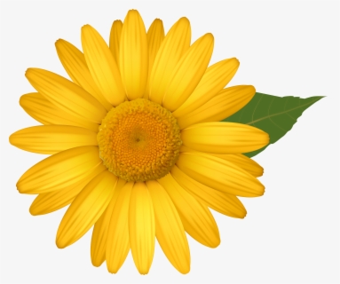 Yellow Daisies Clipground - Yellow Daisy Clipart , Free Transparent ...
