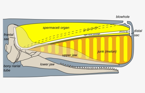 Sperm Whale Circulatory System , Free Transparent Clipart - ClipartKey