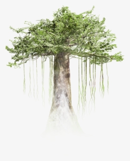Rainforest Tree Png , Png Download - High Resolution Trees Png , Free ...