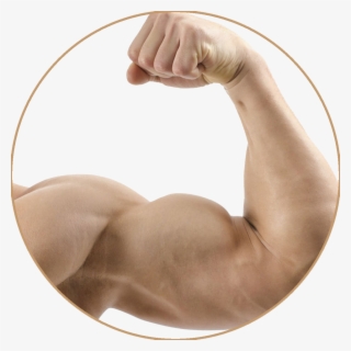 Strong Muscle Arm Png Photo - Muscle Arms Transparent Background , Free ...