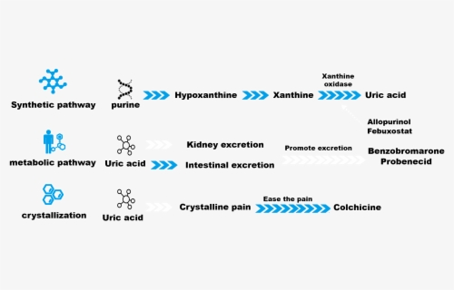 Kidney Table Png , Free Transparent Clipart - ClipartKey