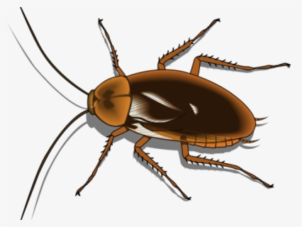 Worm Clipart Decomposer - Transparent Background Cockroach Clipart ...