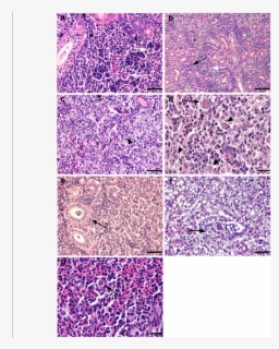 Clip Art Glitter Cells - Tile , Free Transparent Clipart - ClipartKey