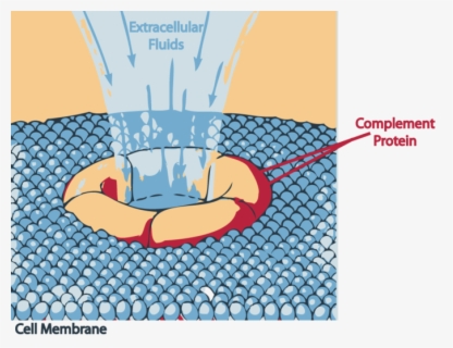 Image - Complement System , Free Transparent Clipart - ClipartKey