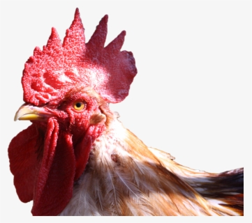 Chicken Head Transparent Background - Transparent Rooster Head Png ...