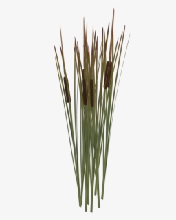 Download Reeds Png Transparent Reeds Images - Reed Png - ClipartKey