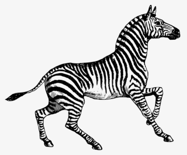 Free Zebra Clip Art with No Background - ClipartKey