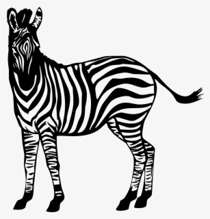 Transparent Zebra Clipart - Zebra Drawing Png , Free Transparent ...