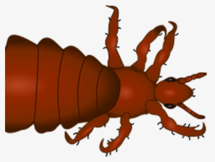 Transparent Lice Clipart - Copa Para Colorear , Free Transparent ...