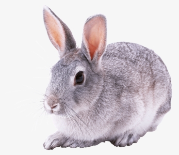 Snowshoe Hare Clip , Free Transparent Clipart - ClipartKey