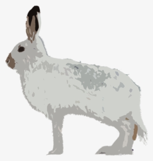 Snowshoe Hare , Free Transparent Clipart - ClipartKey