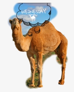Wednesday Camel Humpday Freetoedit Scwednesday - Hump Day , Free Transparent Clipart - ClipartKey