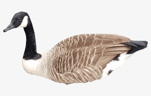 Canada Goose Logo Official - Logo Canada Goose , Free Transparent ...