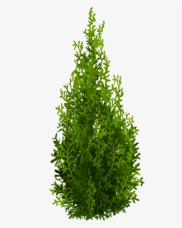 Cypress Tree Png - Transparent Cypress Tree Png , Free Transparent ...