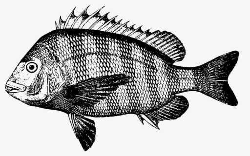Transparent Fishes Png - Snapper Fish Clip Art , Free Transparent ...
