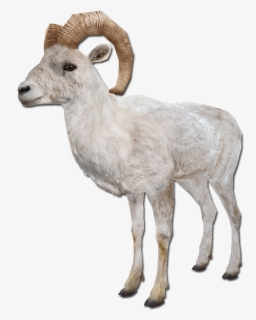 Transparent Ram Animal Png - Sheep Ram , Free Transparent Clipart ...