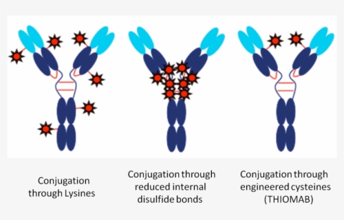 Antibody Modification And Conjugation - Illustration , Free Transparent ...