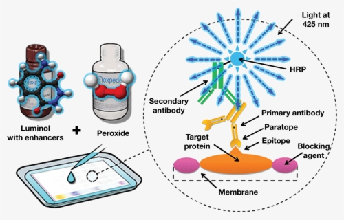 Free Ecl Clip Art with No Background - ClipartKey