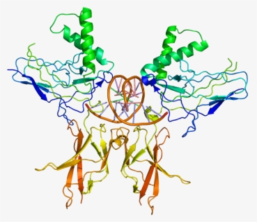 Structure Of The Nfkb2 Protein - Nf Kb Protein , Free Transparent ...