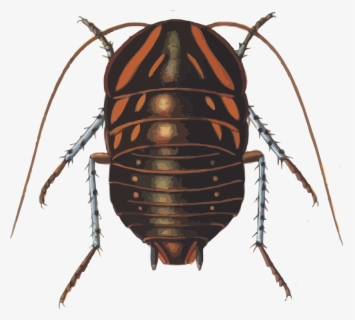 Cockroach Cartoon Png , Free Transparent Clipart - ClipartKey