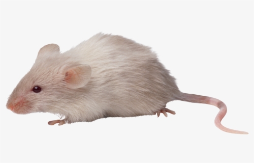 Download Danger Clipart Mouse - Danger Mouse Transparent Background ...