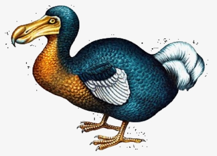 Transparent Dodo Png - Cartoon Dodo Bird , Free Transparent Clipart ...