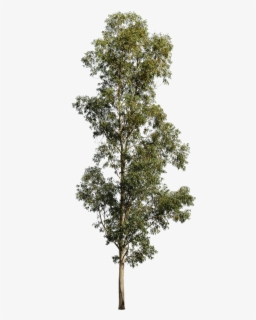 Transparent Evergreen Tree Png - Tree Png Cut Out , Free Transparent ...