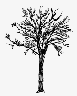 8 Tree Drawing - Tree Drawing No Background , Free Transparent Clipart ...
