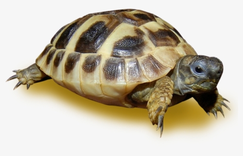Desert Tortoise White Background - Desert Tortoise Clip Art , Free ...