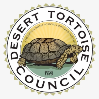 Desert Tortoise White Background - Desert Tortoise Clip Art , Free ...