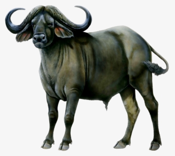 Buffalo Clipart Tribal - American Bison , Free Transparent Clipart ...