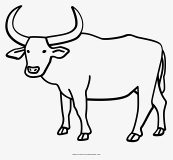 Ox Drawing , Free Transparent Clipart - ClipartKey