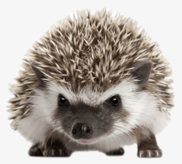 Hedgehog Front View - Hedgehog Transparent , Free Transparent Clipart ...
