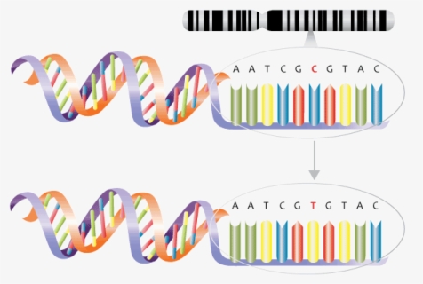 Mutant Clipart Point Mutation - Mutation Insertion , Free Transparent ...