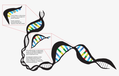 Mutant Clipart Point Mutation - Mutation Insertion , Free Transparent ...