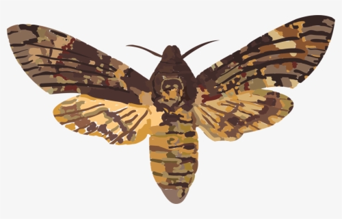 Transparent Moth Clipart - Death's Head Moth Png , Free Transparent ...