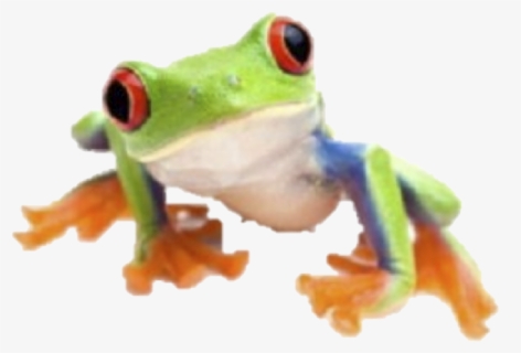 Free Tree Frog Clip Art with No Background - ClipartKey