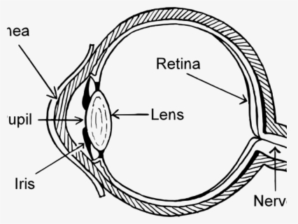 Transparent Lombardi Trophy Clipart - Easy Structure Of Eye , Free ...