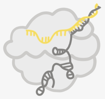 Crispr - Crispr Cas9 Png , Free Transparent Clipart - ClipartKey