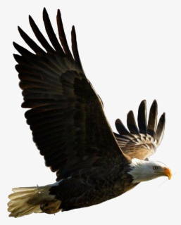 #egal , Free Transparent Clipart - ClipartKey