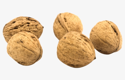 Walnut Png - Walnuts Png , Free Transparent Clipart - ClipartKey