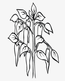 Plant Clipart Chili - Outline Of Chilli Plant , Free Transparent ...