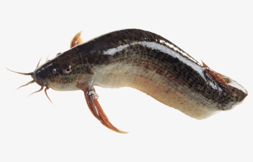 Free Catfish Clip Art with No Background - ClipartKey