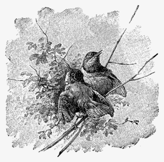 Bird Snowbird Illustration Animal Drawing Line Art - Finch , Free ...