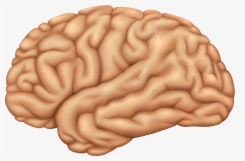 Transparent Frontal Lobe Clipart - Brain Diagram No Background , Free ...