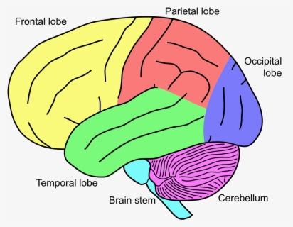 Transparent Cerebellum Clipart - Diagram Of Brain Without Labels , Free ...