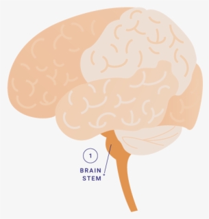 Frontal Lobe Clipart , Free Transparent Clipart - ClipartKey