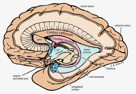 Caudate Nucleus & Amygdala - Caudate Nucleus Corpus Callosum , Free ...