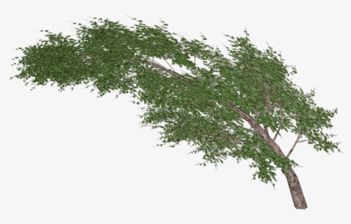 Tree Stick Png - Arbol Viento Png , Free Transparent Clipart - ClipartKey